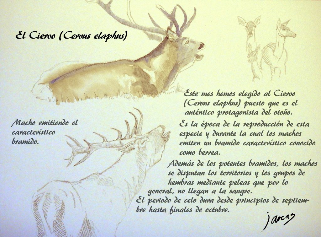 Ciervo europeo (Cervus elaphus) – El Ecoturista