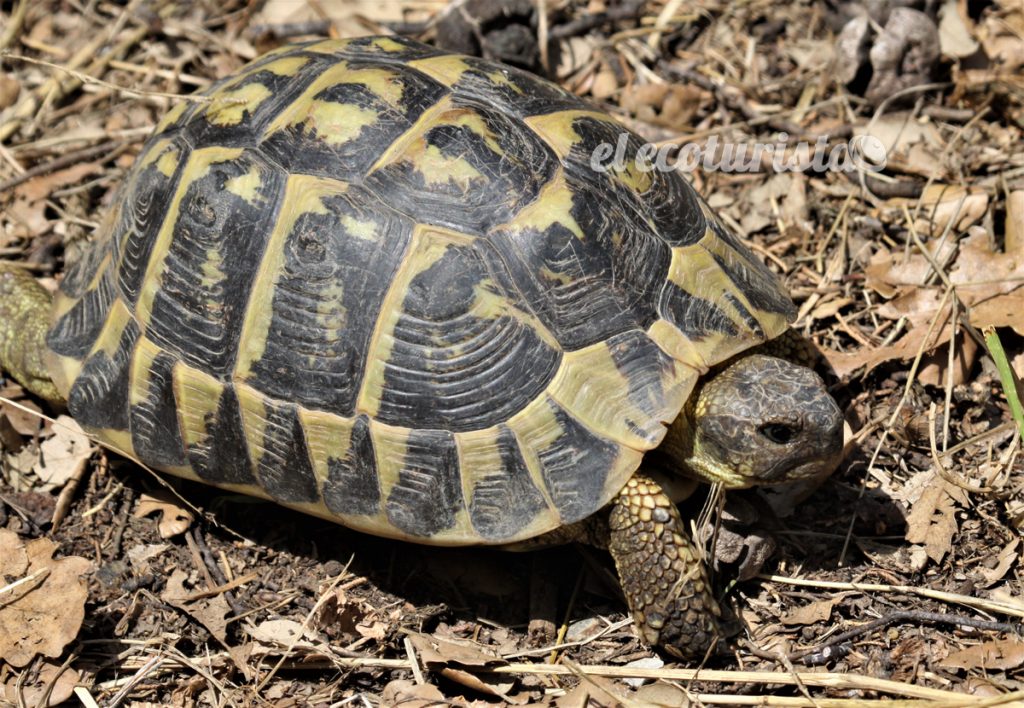 Tortugas mediterráneas en La Albera – El Ecoturista