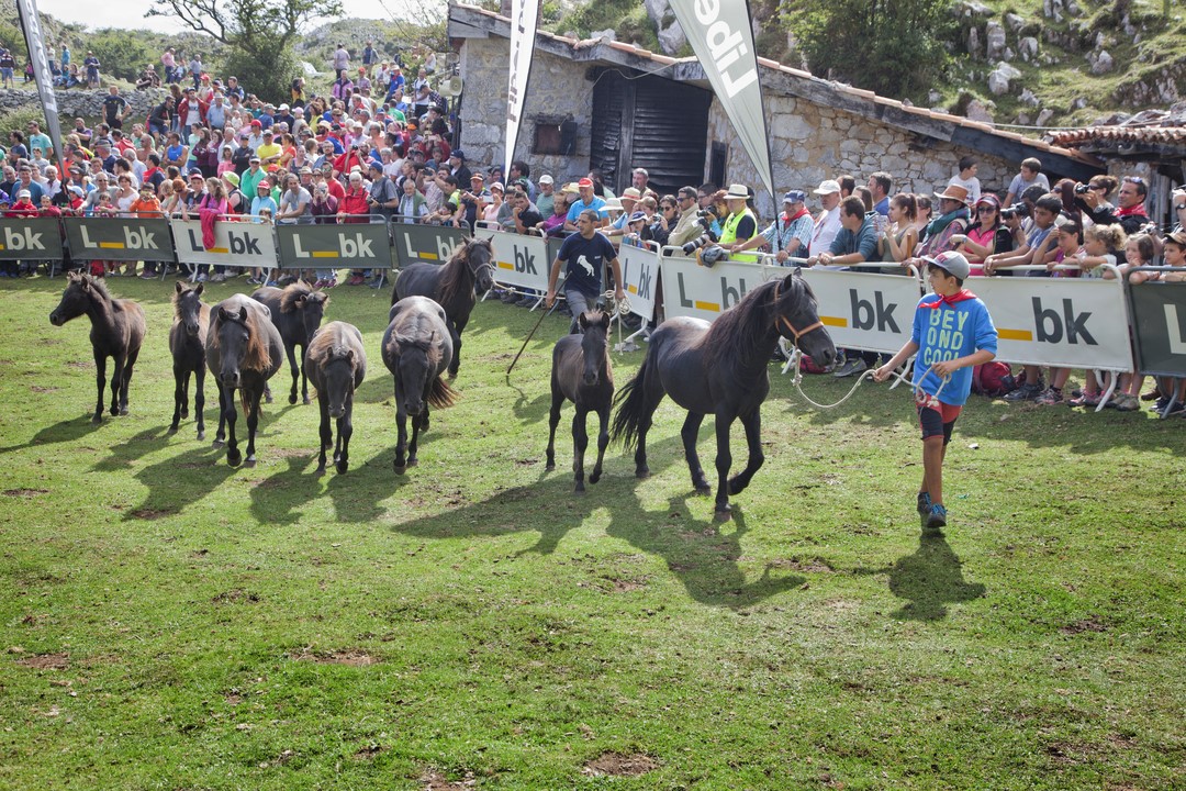 Fiesta del Asturcón, declarada de interés turístico nacional – El ...