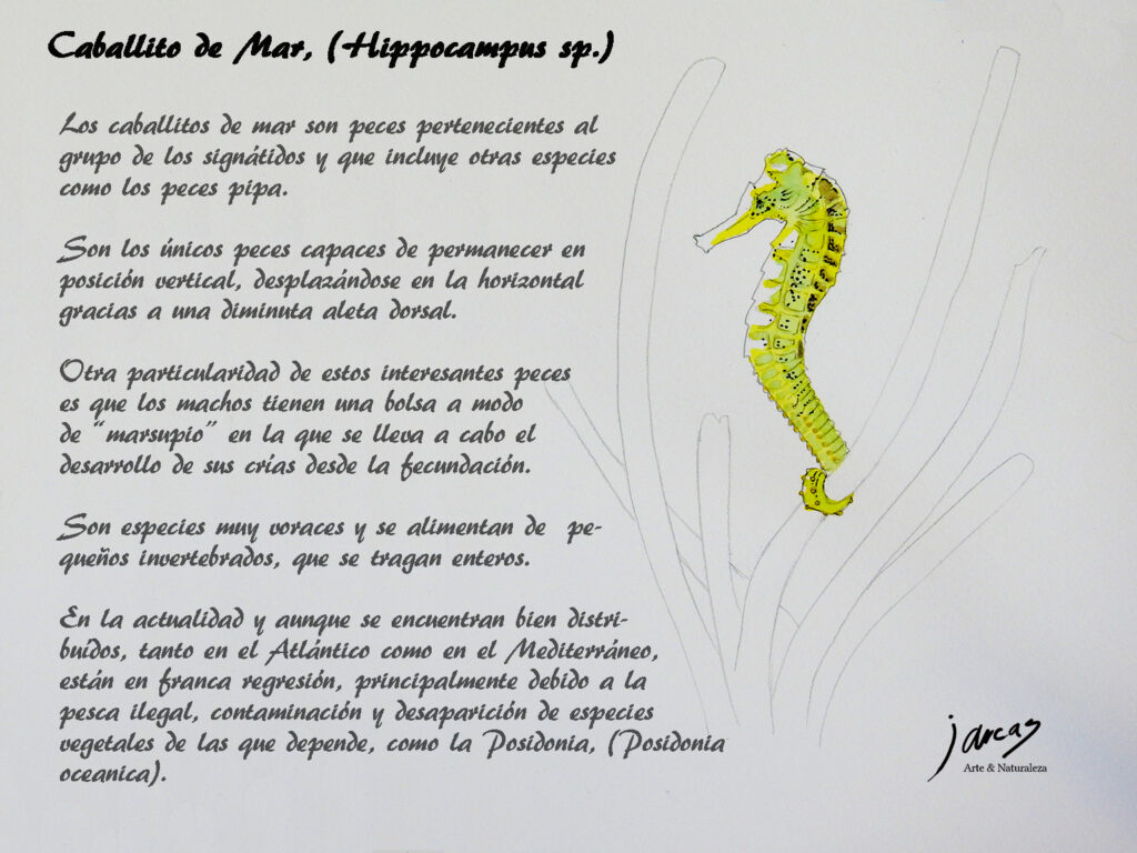 Caballito de mar (Hippocampus sp.) – El Ecoturista