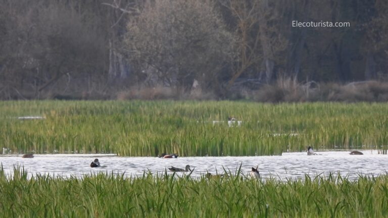 Humedal de Salburua – El Ecoturista