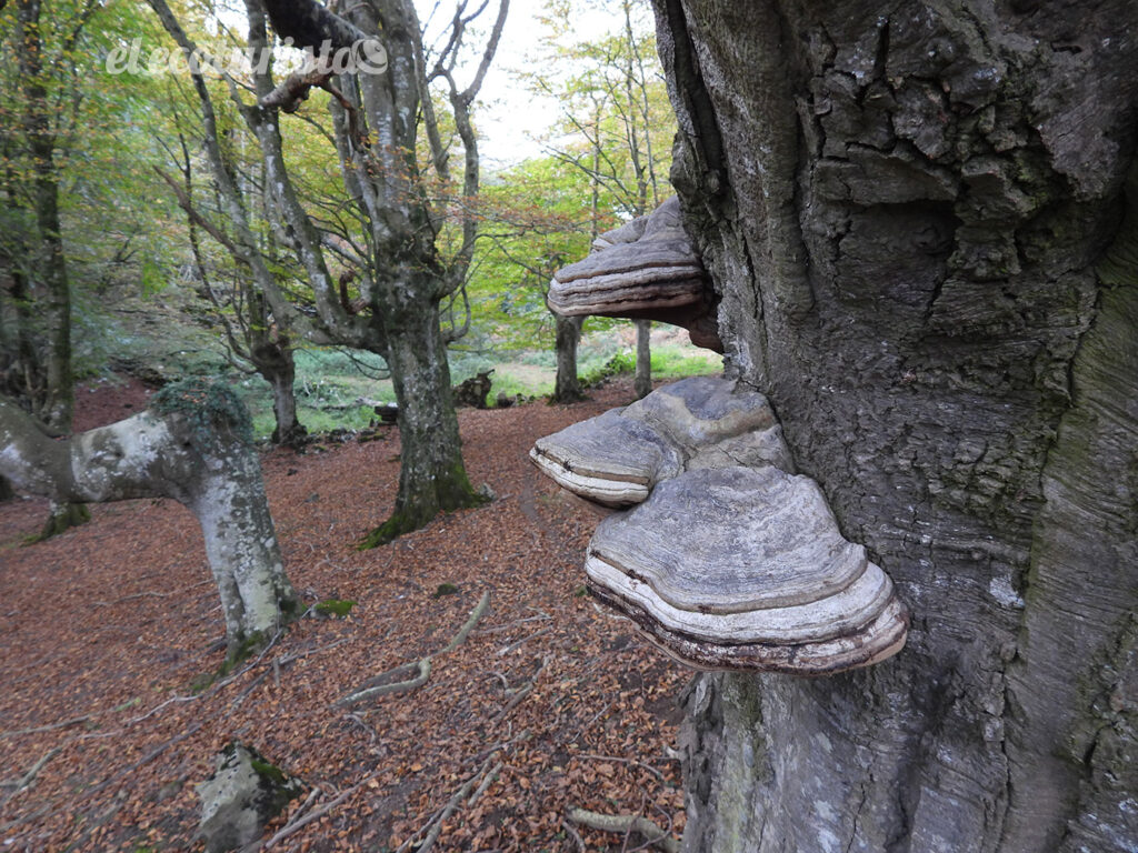 Aralar, paisajes y tradición en este emblemático parque natural vasco ...