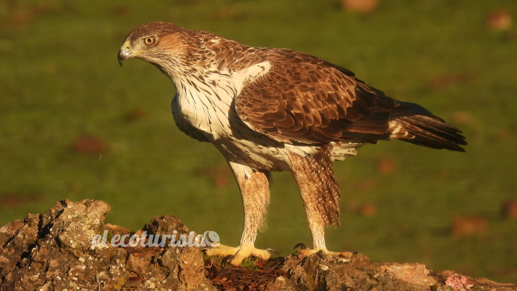 Desde el Hide – El Ecoturista