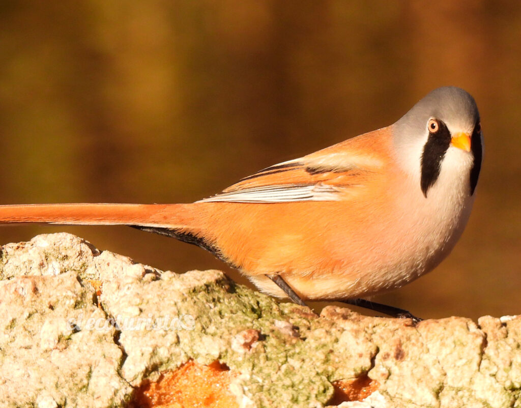 Desde el Hide – El Ecoturista