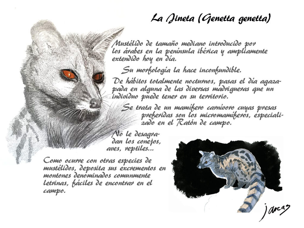 Gineta (Genetta genetta) – El Ecoturista