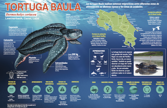 Infografías Tortugas marinas de Costa Rica – El Ecoturista