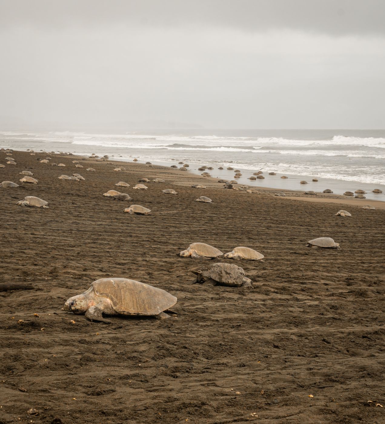 Costa Rica y sus santuarios naturales de tortugas marinas – El Ecoturista
